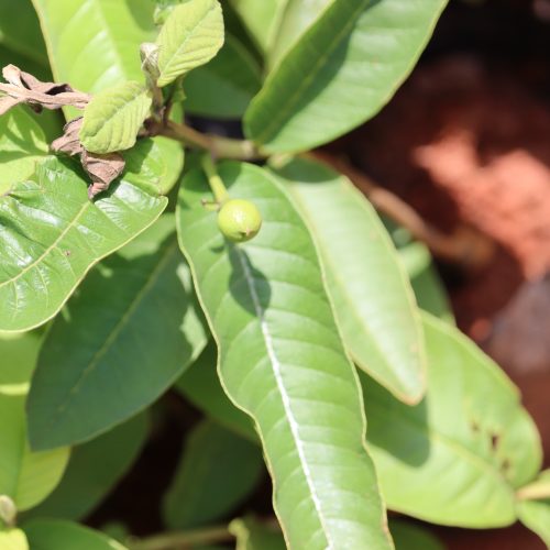 Guava Allahabad Safeda - Brundavan Nursery