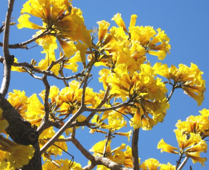 Tabebuia Avellanedae - Brundavan Nursery